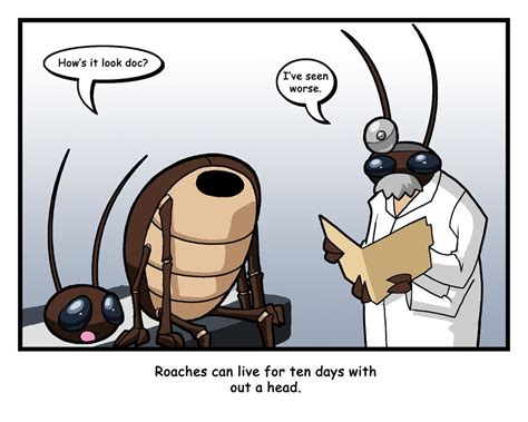 More Interesting Roach Facts They Can Survive For More Than One Month