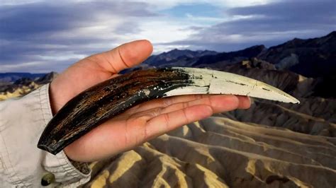 Saber Tooth Tiger Teeth Facts Structure Function And Hunting Tactics