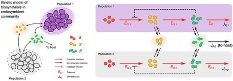 Kinetic Model Of Metabolic Complementation Two Cell Types Purple And
