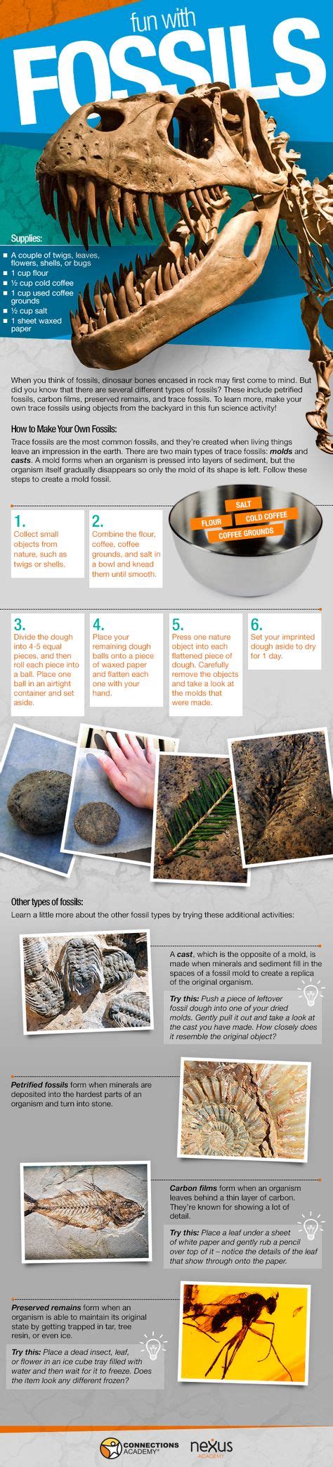 make your own fossils instructographic nnectionsacademy