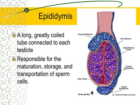 Ppt Male Reproductive Tract Powerpoint Presentation Free Download