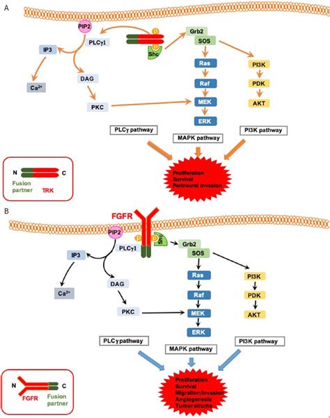 Oncogenic Fusions Lead To Ligand Independent Constitutive Activation