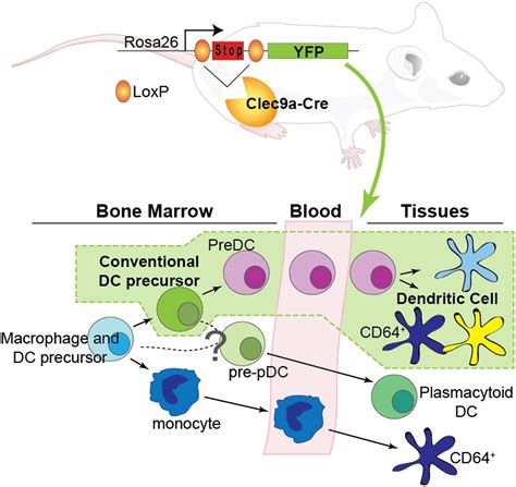 Genetic Tracing Via Dngr 1 Expression History Defines Dendritic Cells