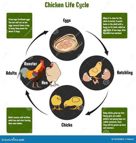 Chicken Life Cycle Chart