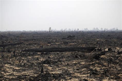 Palm Oil Europes Fight To Save Indonesias Forests Is Hazed And