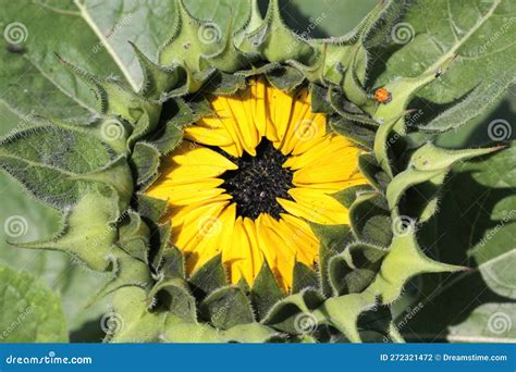 Bees Are Sunflower Help Pollination Bees Planting Sunflowers Is