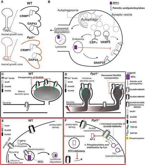 Frontiers Depalmitoylation By Palmitoyl Protein Thioesterase 1 In