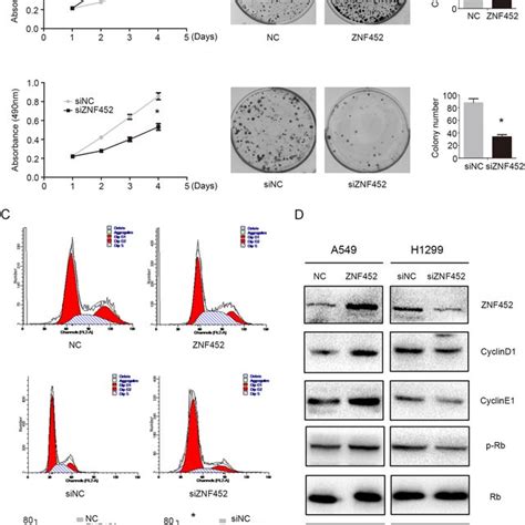 Znf452 Enhanced Proliferation And Invasion Of Nsclc Cells In Vivo In