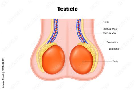 Testicular Anatomy Anatomy Of The Testis Structures Of Testicles