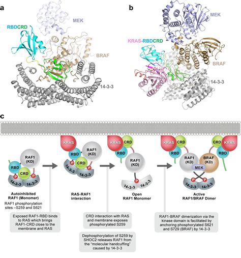 Kras Interaction With Raf1 Ras Binding Domain And Cysteine Rich Domain
