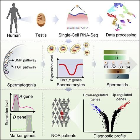 Single Cell Rna Sequencing Analysis Reveals Sequential Cell Fate