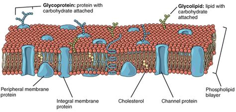Fluid Mosaic Model Of Membrane Structure