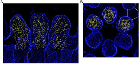 Structure Of The Reovirus Outer Capsid And Dsrna‐binding Protein σ3 At
