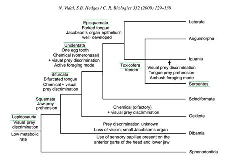 arboreal monsters current taxonomy of boas and pythons