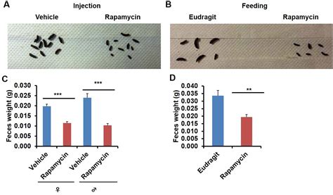 Figures And Data In Transient Rapamycin Treatment Can Increase Lifespan