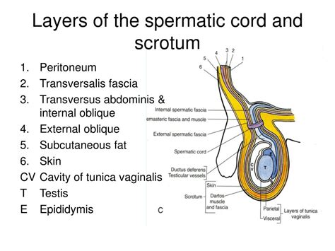 Ppt Urological Anatomy And Physiology Powerpoint Presentation Free