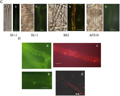 Toxins Free Full Text Aflatoxin Biosynthesis Is A Novel Source Of
