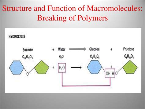Structure And Function Of Macromolecules Ppt Download