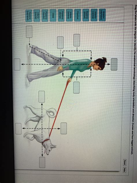 Solved Drag The Labels Onto The Diagram To Identify The