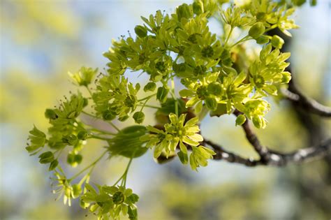 Hijau Bunga Maple Tanaman Foto Gratis Di Pixabay Pixabay