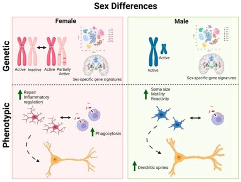Biomedicines Free Full Text Complexity Of Sex Differences And Their