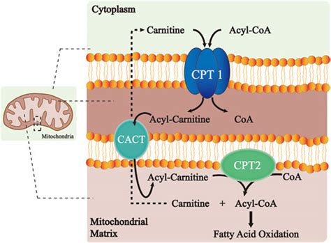 Frontiers Carnitine Palmitoyltransferase System A New Target For