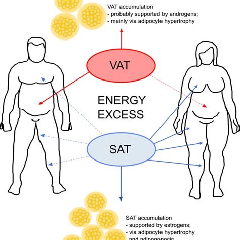 Schematic Representation Of Sex Dependent Differences In The Fat