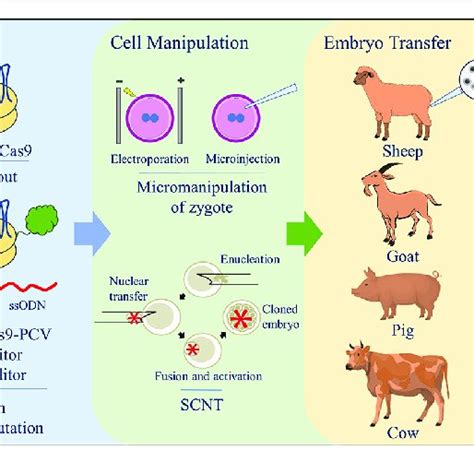 Pdf Improvements In Gene Editing Technology Boost Its Applications In