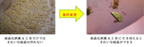タンパク質の構造を決めるまで 〜結晶から解析するタンパク質の構造〜 筑波大学生物学類