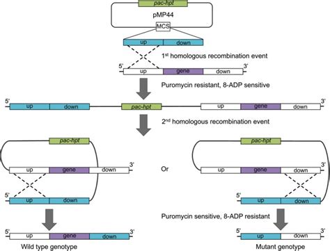 Schematic Of The Construction Of An Unmarked Deletion Mutant Strain