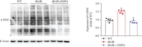 empa treatment reduces cardiac oxidative stress levels in db db mice