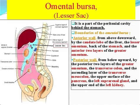 The Peritoneum Peritoneal Cavity Dr Kumar Satish Ravi