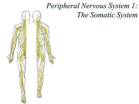 Ppt Peripheral Nervous System 1 The Somatic System Dichotomies 1
