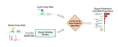 Lectin Microarray Analysis Zbiotech