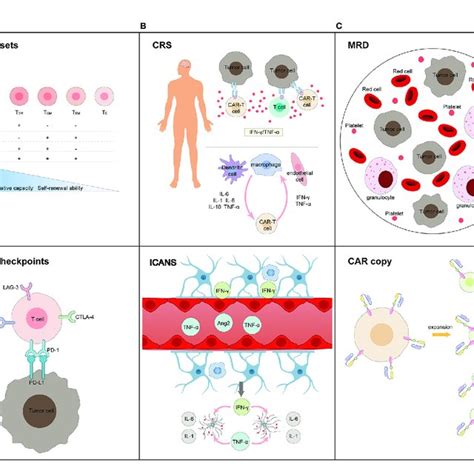 Clinical Trials And Outcomes Of Cd19 Car T Cell Therapy Download
