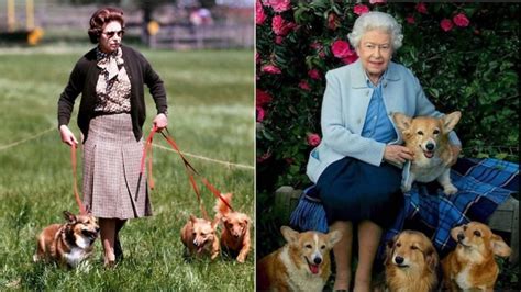 What Will Happen To The Queen Elizabeths Beloved Corgis India Today