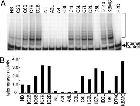 Telomerase Reverse Transcriptase Expression Elevated By Avian Leukosis