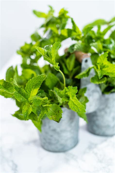 10 Easy To Grow Herbs Natalie Linda