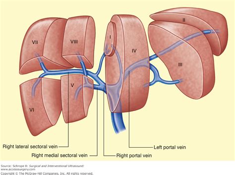 Segmental Anatomy Of Liver Anatomy Reading Source