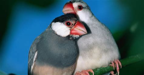 how to breed java finches ehow uk