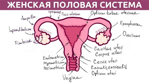 ЖЕНСКАЯ ПОЛОВАЯ СИСТЕМА Youtube