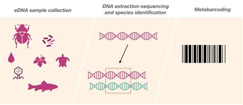 What Is Environmental Dna