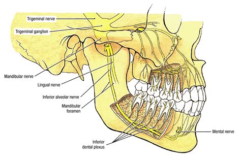 Nervo Alveolar Superior Anterior Edulearn