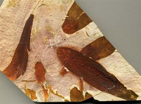Scientists Find 280 Million Year Old Fossilized Forest…in Antarctica