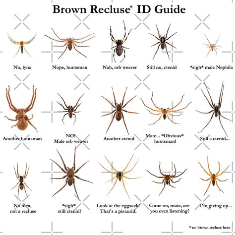 Texas Brown Recluse Spider Identification Chart