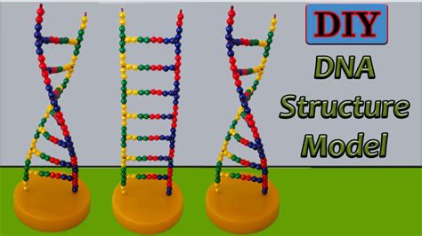 How To Build A Dna Model For School Contestgold8