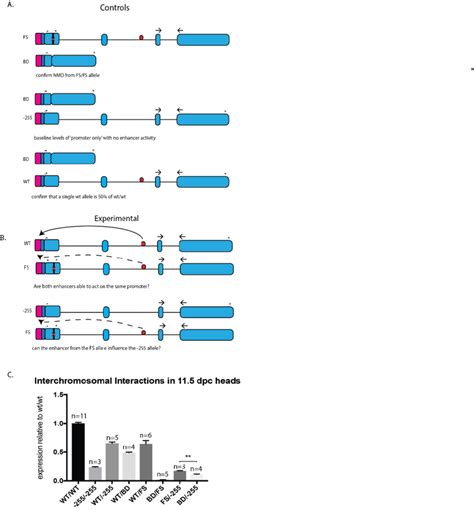 Interchromosomal Interactions Of The Nestin Enhancer And Promoter