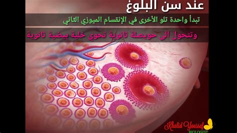 تكوين البويضات Ovogenesis Youtube