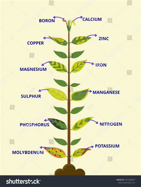 Deficiency Chart Micronutrients Biology Stock Illustration 1931030657