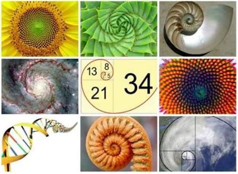 fibonacci spirals and human movement part i — integrative rehab training